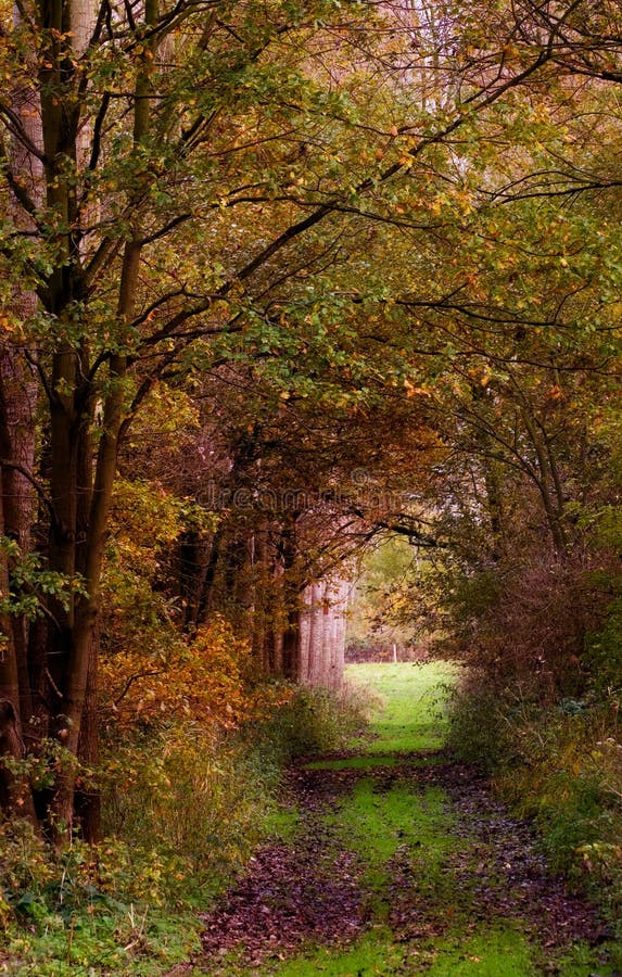Autumn path stock photo. Image of leaves, canopy, october - 6947536