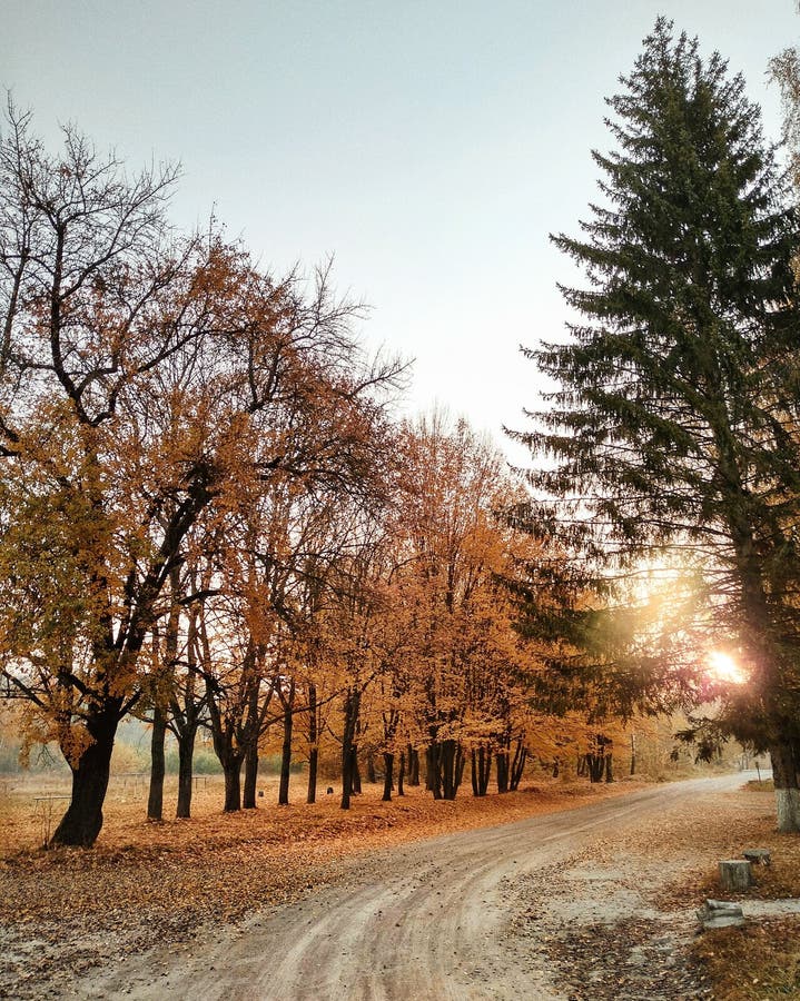 Autumn Road with Beautiful Orange Trees when Sunset Stock Image - Image ...