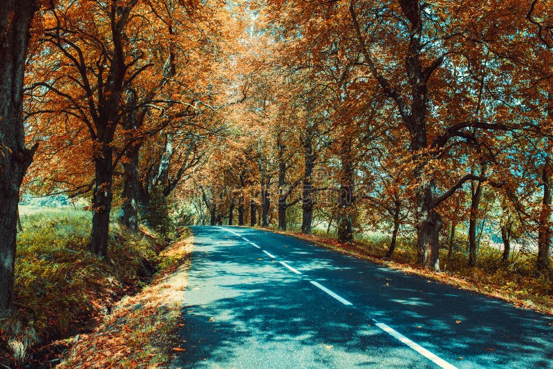 Autumn road stock photo. Image of vibrant, nature, forest - 92274364