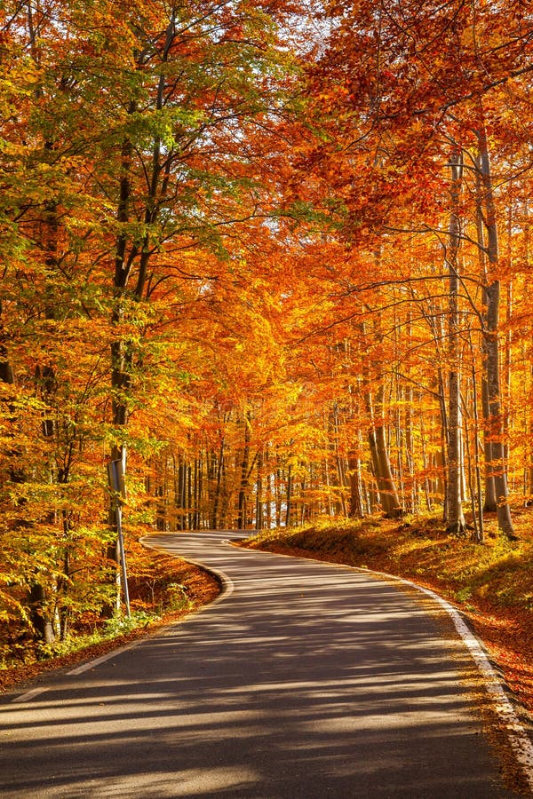 Autumn Road - Enhanced Colors Stock Photo - Image of sunny, orange ...