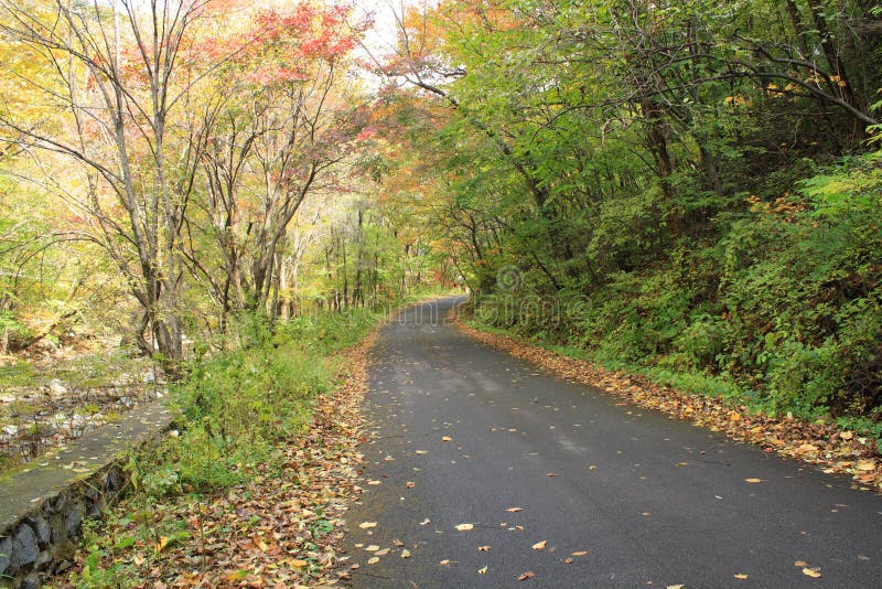 Autumn road stock photo. Image of maple, leaf, color - 46192186