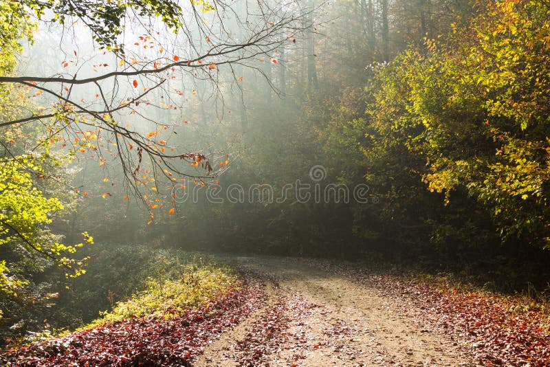 Autumn Road through the Forest with Bright Side Sun Rays Stock Photo ...