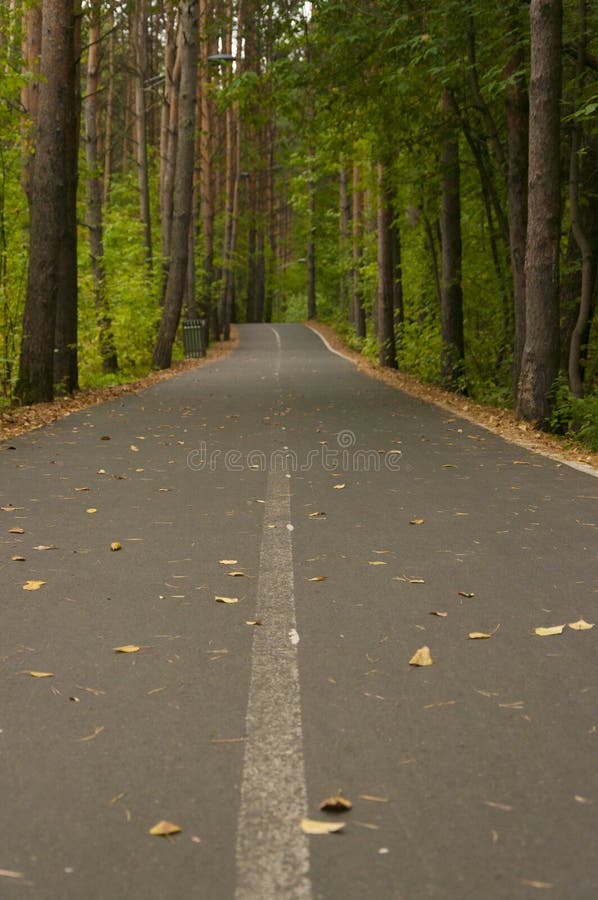 Autumn Road in the Forest, Landscape. Autumn Forest. Autumn Background ...