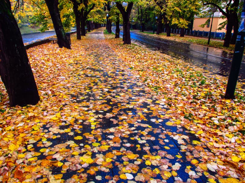Autumn road stock photo. Image of avenue, leaves, rainy - 46419528