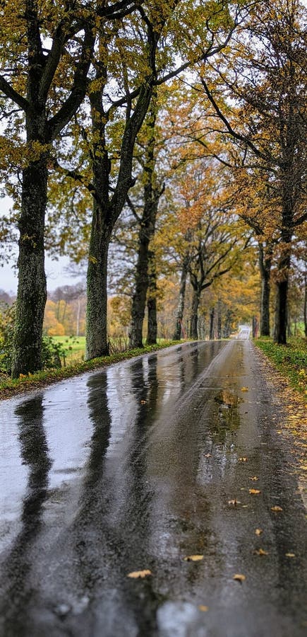Autumn Road on a Rainy Day. Autumn Colors. Lonely. Serenity. Empty ...
