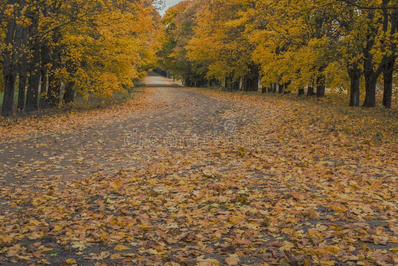 Autumn road stock photo. Image of beautiful, environment - 160980326