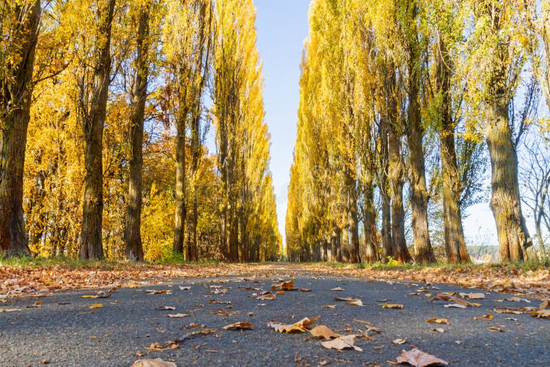 Autumn Road among Tall Trees Growing in a Row Stock Photo - Image of ...