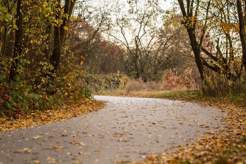 Autumn road stock image. Image of nature, leaves, yellow - 61661527