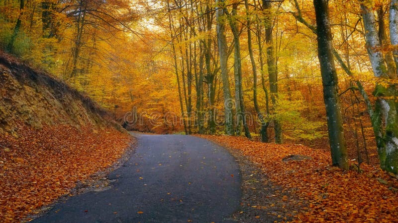 Autumn road stock photo. Image of forest, trought, landscape - 263075676