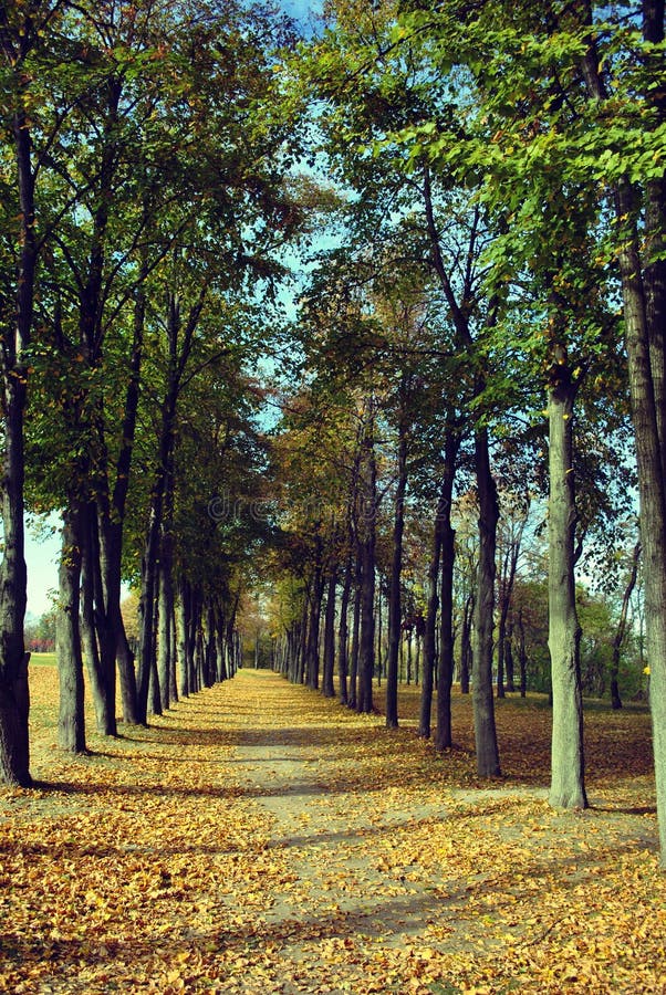 Autumn stock image. Image of path, autumn, walk, leaves - 51752699