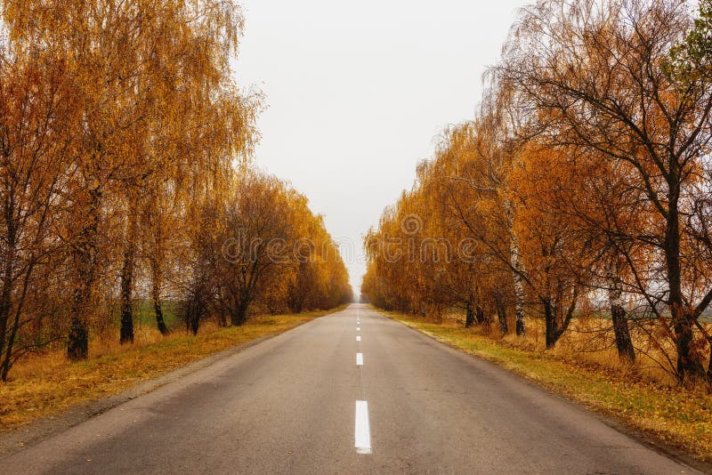 Autumn Road among Yellow Trees Stock Photo - Image of landscape, dreary ...