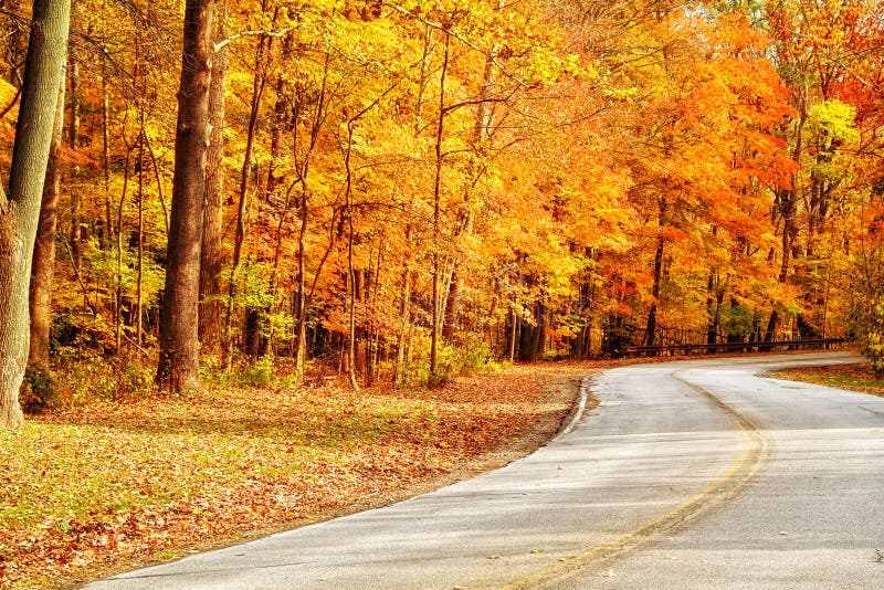 Autumn Roadway stock photo. Image of brown, road, november - 7038948