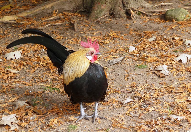Autumn rooster profile stock image. Image of crest, fall - 13049905