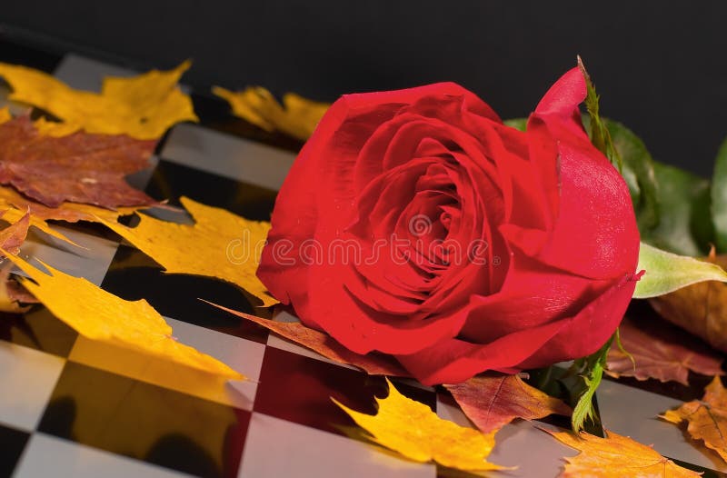 Autumn rose stock photo. Image of registration, abstraction - 11509516
