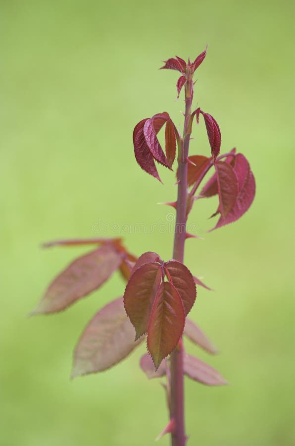 Autumn rose stock photo. Image of colours, dreamlike, fall - 3139074