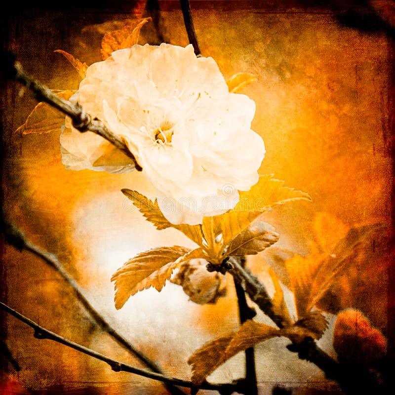 Autumn Rose stock photo. Image of flower, nature, black - 35420384