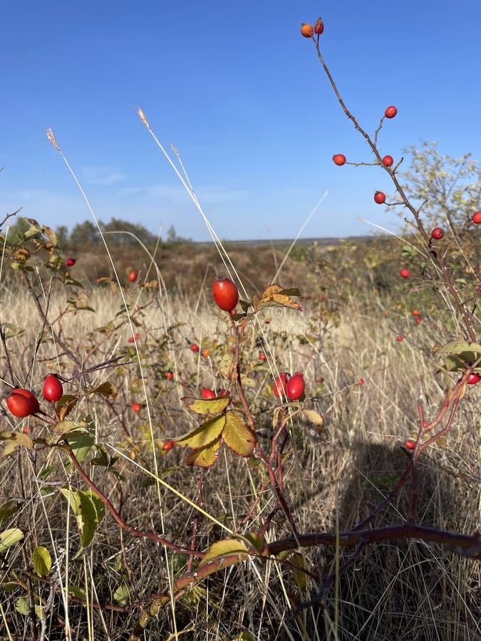 Autumn rose hip stock image. Image of rose, natures - 332767093