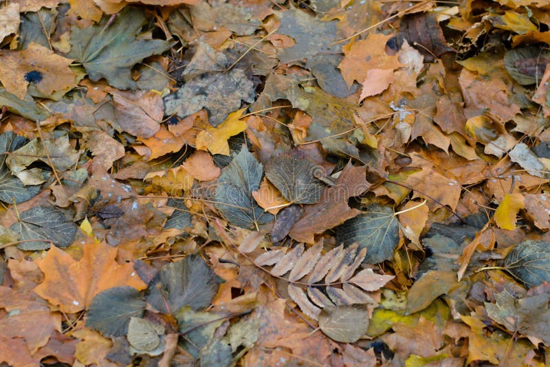 Autumn Rotten Leaves Background Stock Image - Image of beautiful ...