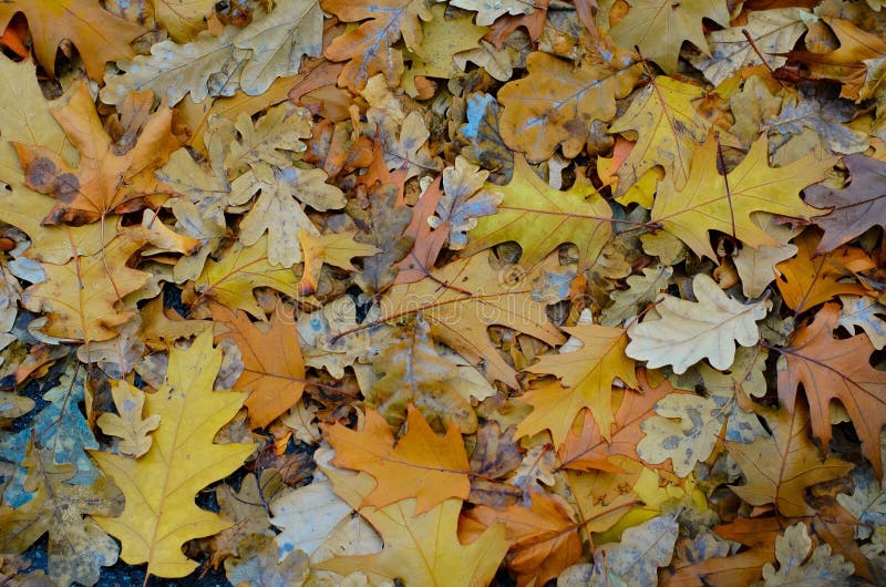Autumn Rotten Leaves Background Stock Photo - Image of leafs, decay ...