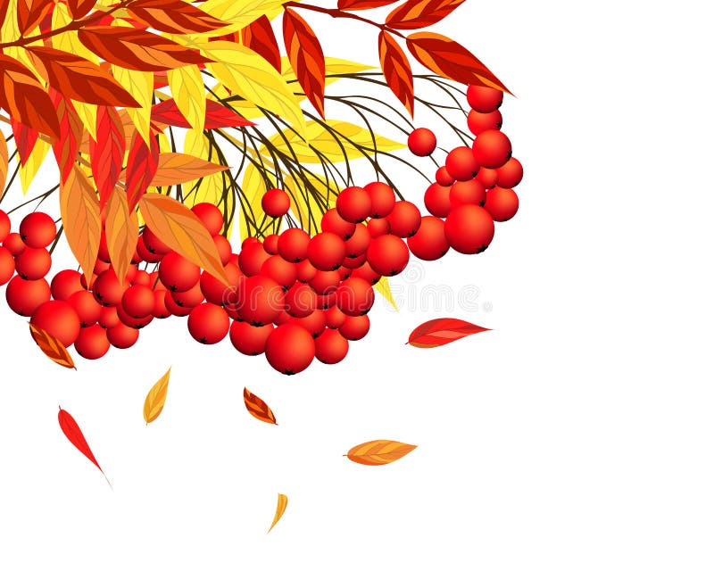 Rowan Border stock vector. Illustration of orange, card - 59700301