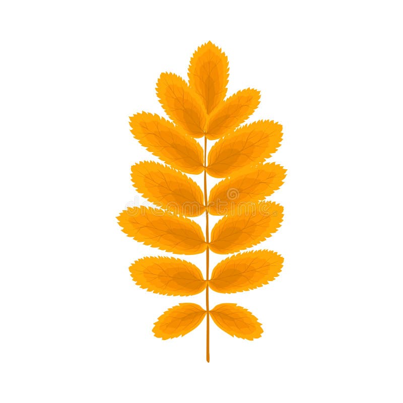 Autumn Rowan Leaf stock illustration. Illustration of beautiful - 258647934