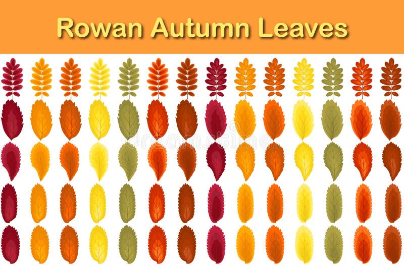 Autumn Rowan Leaf Set stock vector. Illustration of object - 259300758