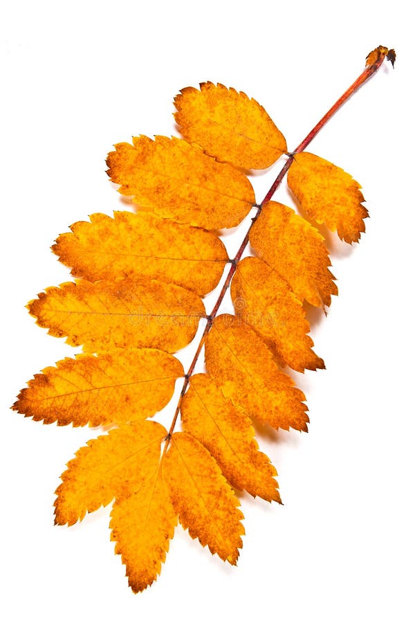 Autumn Rowan Tree Leaf Isolated On White Background With Clipping Path Stock Image Image Of