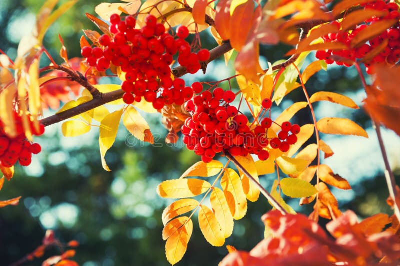 Autumn Rowan Tree with Red Berries Stock Image - Image of rowan, rural ...
