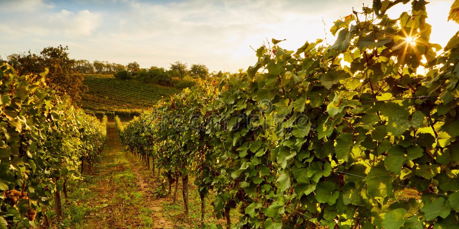Vineyards at Sunset in Autumn Harvest Stock Photo - Image of grape ...