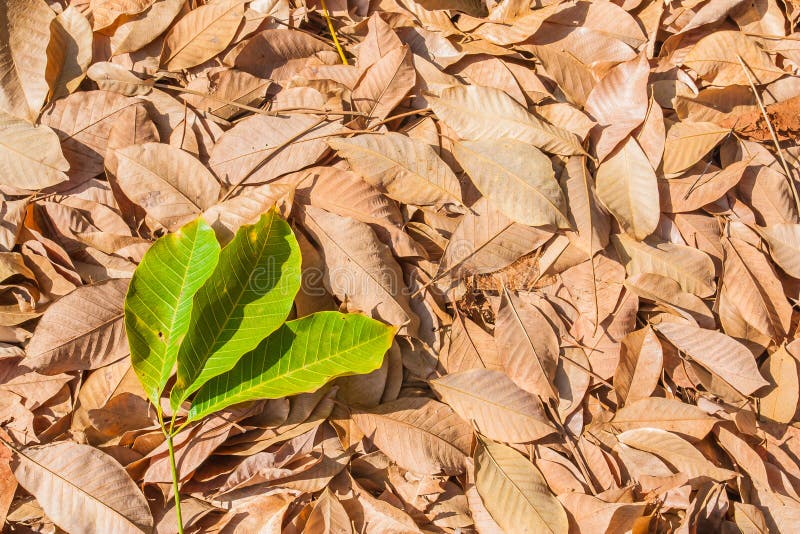 Autumn Rubber Leaves Background Stock Photo - Image of botany, leaf ...