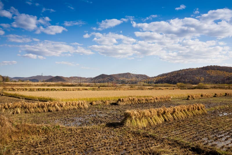 Autumn rural landscape stock photo. Image of beauty, cultivation - 15884598