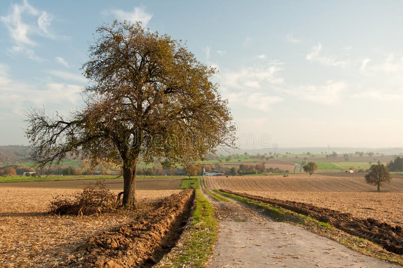 Path in the fields stock photo. Image of farm, peaceful - 2665894