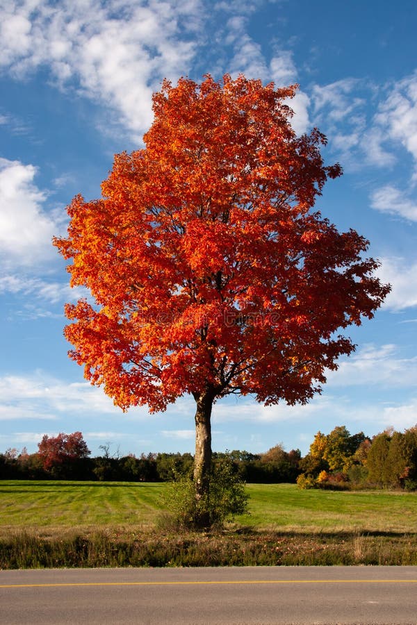 Nature autumn tree 01 stock photo. Image of view, environment - 305472