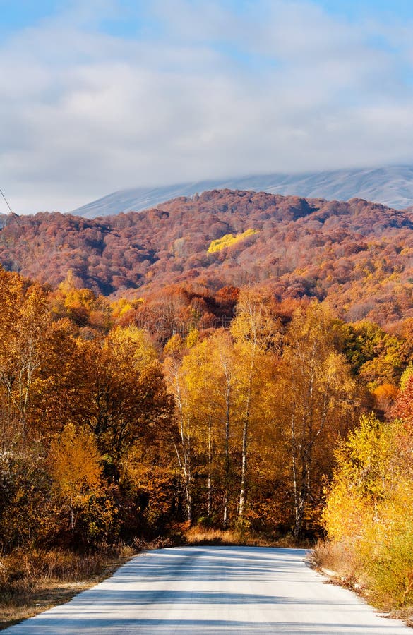Autumn rural road stock image. Image of november, forest - 22221059