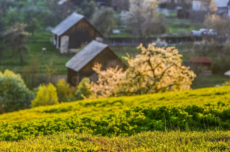 Autumn Rural Spring Landscape by Green Forest in Warm Evening Light ...
