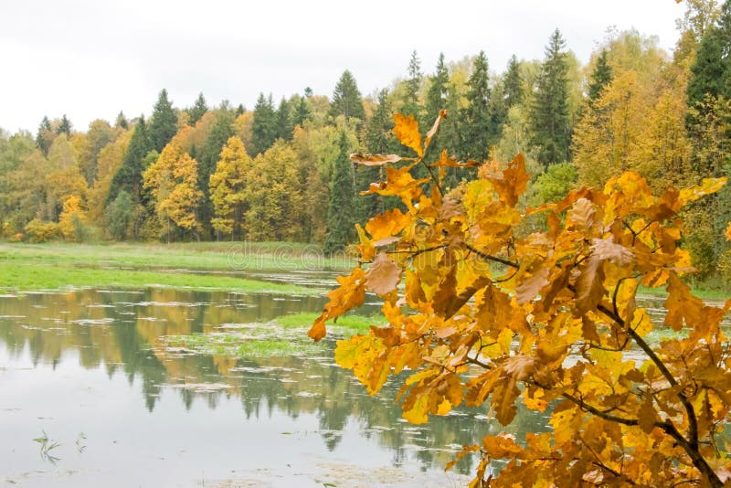 Autumn in Russia stock photo. Image of outdoor, tree - 15300444