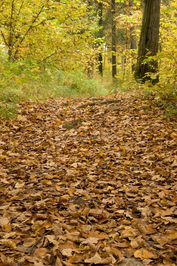 Autumn in Russia stock photo. Image of colors, park, fall - 15303022