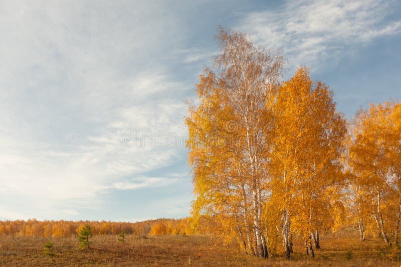 Autumn Russian birch stock image. Image of view, scenery - 85495589