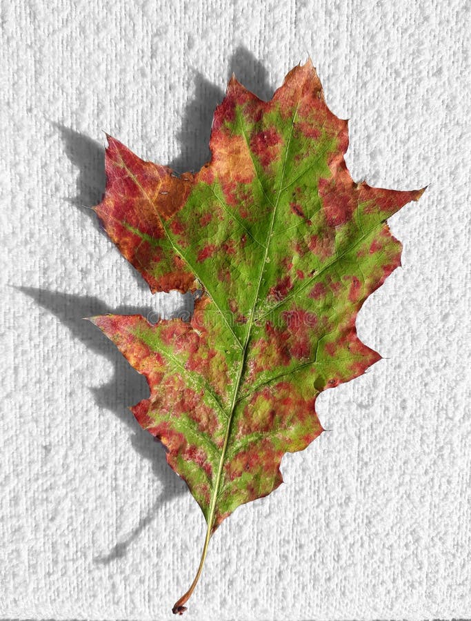 Autumn Rust Leaf on White Fabric Stock Image - Image of beautiful ...