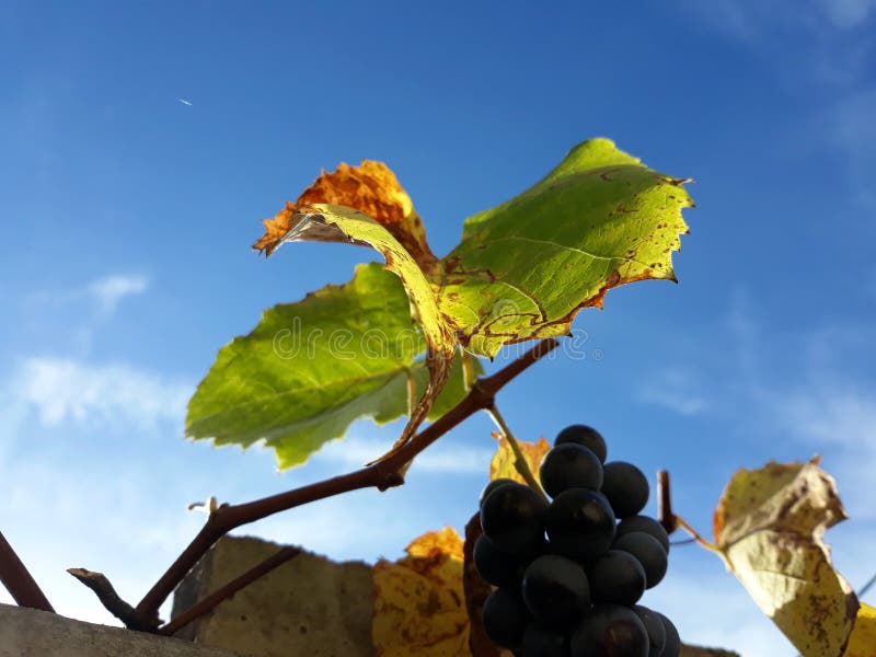 Autumn Rust Leaves with Blue Sky Background Stock Image - Image of ...