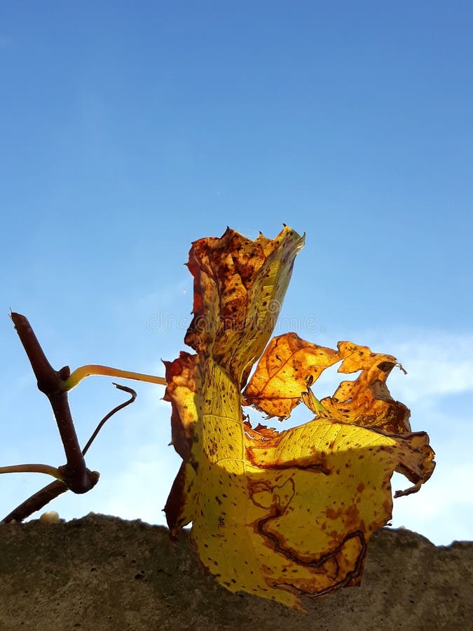Autumn Rust Leaves with Blue Sky Background Stock Photo - Image of ...