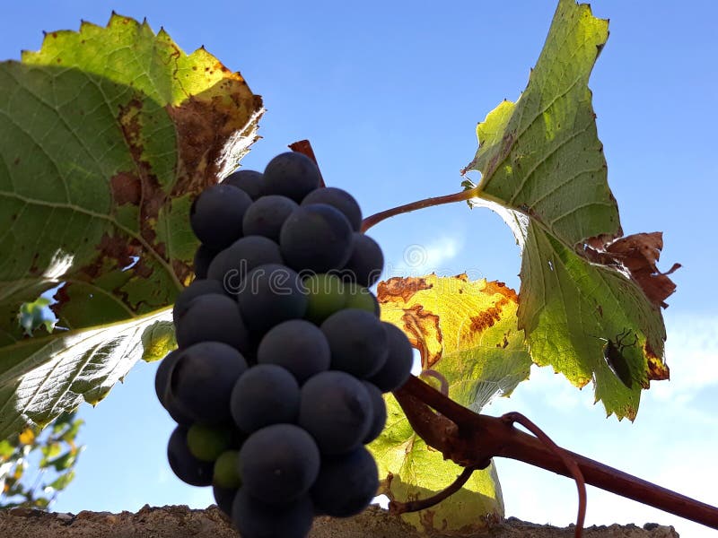 Autumn Rust Leaves Fall with Blue Sky Background Stock Image - Image of ...
