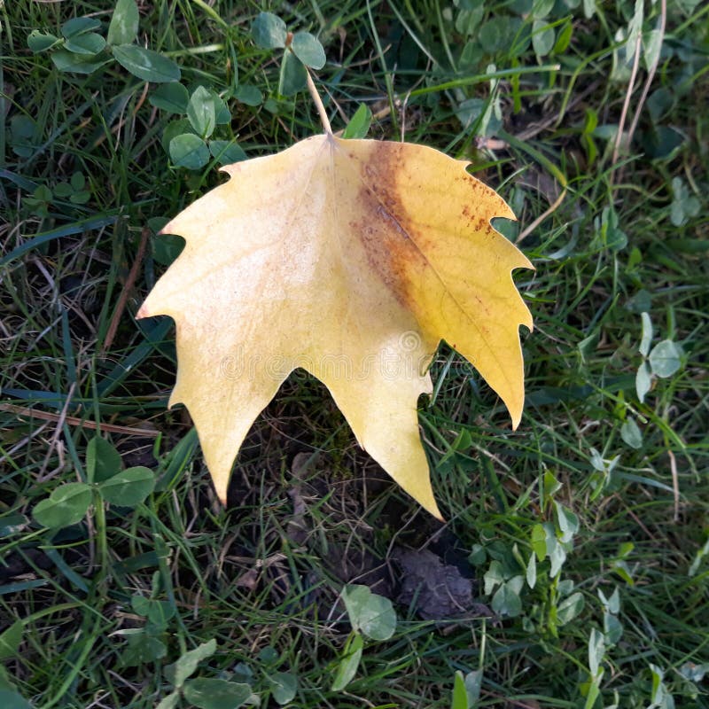 Autumn Rust Leaves Fall in the Grass Stock Image - Image of foliage ...