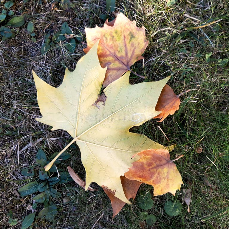 Autumn Rust Leaves Fall in the Grass Stock Image - Image of sunny, rust ...