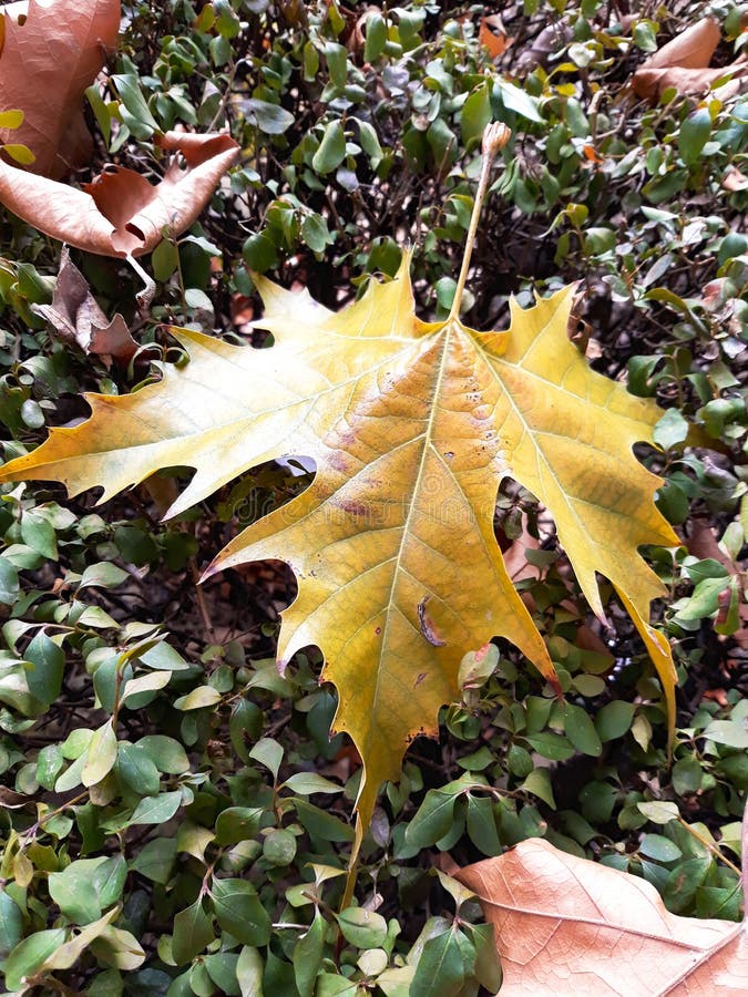 Autumn Rust Leaves Fall in the Grass Stock Photo - Image of design ...