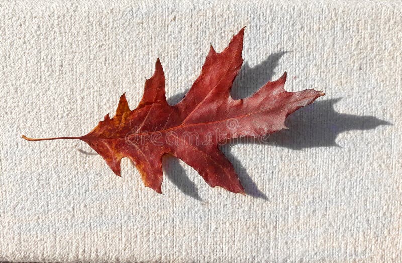Autumn Rust Leaves on White Fabric Stock Photo - Image of rusty, grass ...