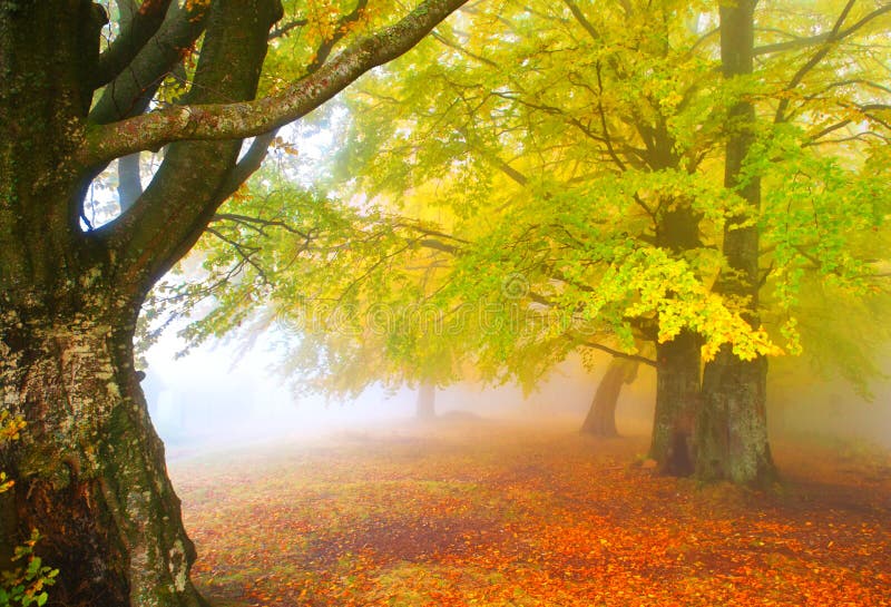 Autumn Rustic Forest Landscape Stock Photo - Image of orange, autumn ...