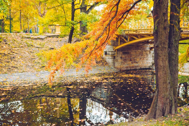 Autumn Rustic Forest Landscape. Park with River Stock Image - Image of ...