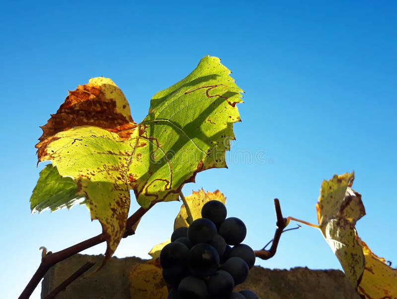 Autumn Rusty Grape Leaves and Grapes on a Sunny Day Stock Image - Image ...