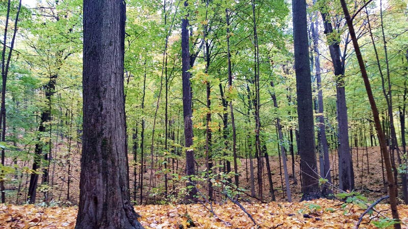 Autumn s Arrival stock photo. Image of trunk, fall, birch - 79657200